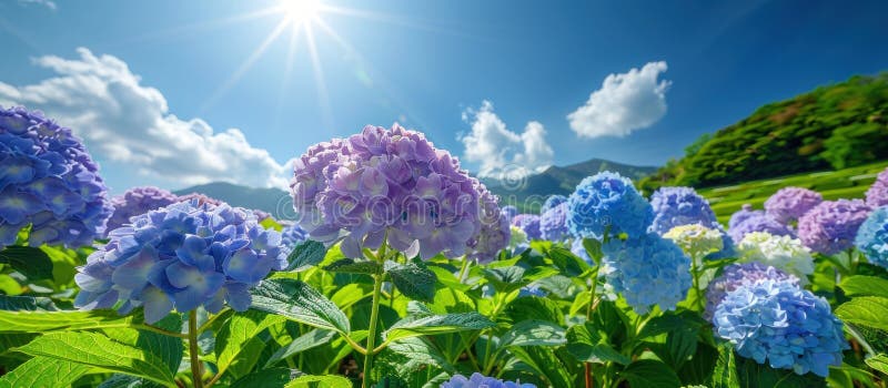 Hydrangea Field Under a Sunny Sky Stock Image - Image of garden, rural ...