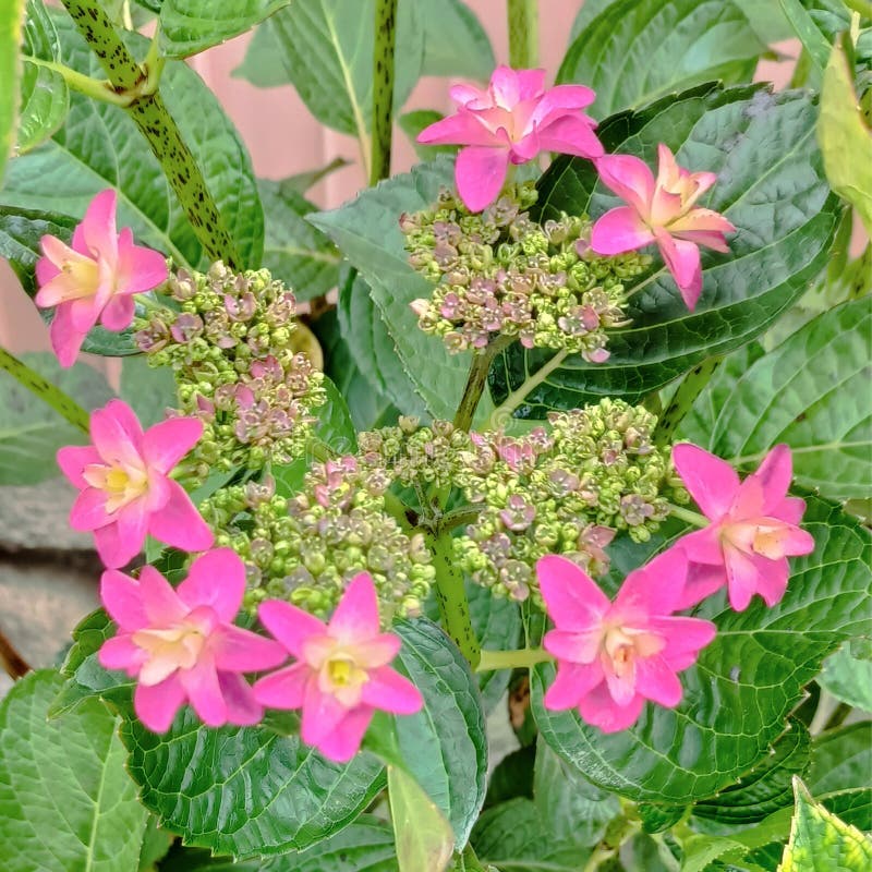 Hydrangea Firebird Hydrangea Macrophylla Hydrangea Peter Pan Stock ...