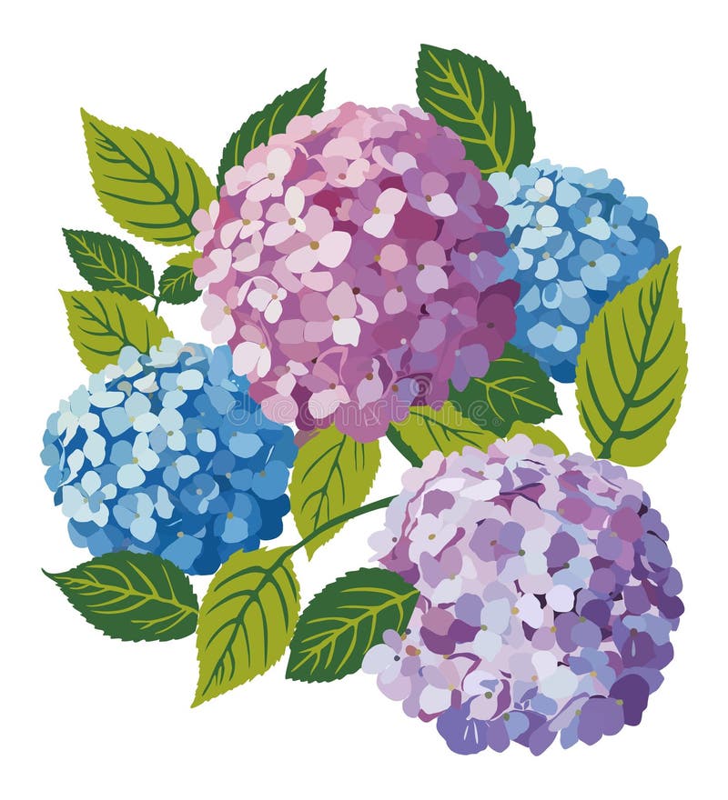Hydrangea. Floral Vector Isolated Illustration Stock Illustration ...