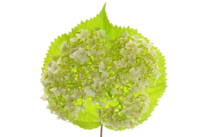Lime Green Pom Pom Flower Isolated on White Stock Photo - Image of ...