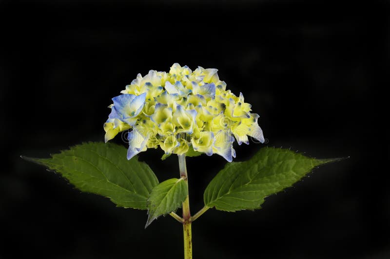 Hydrangea Flower Against Black Stock Photo - Image of foliage ...