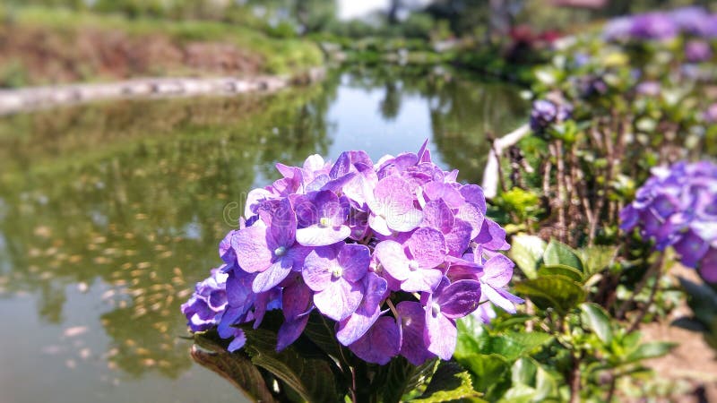 Hydrangea Flower Along the River Stock Photo - Image of violet ...