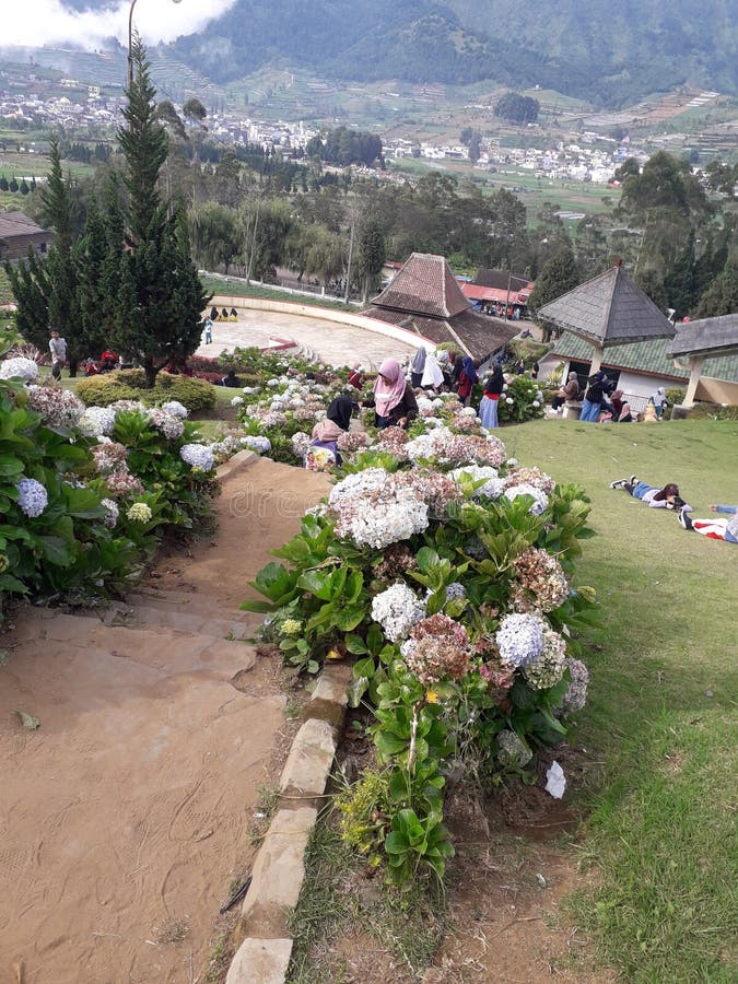 Hydrangea Flower Around Kailasa Museum Dieng Plateau Editorial Stock ...