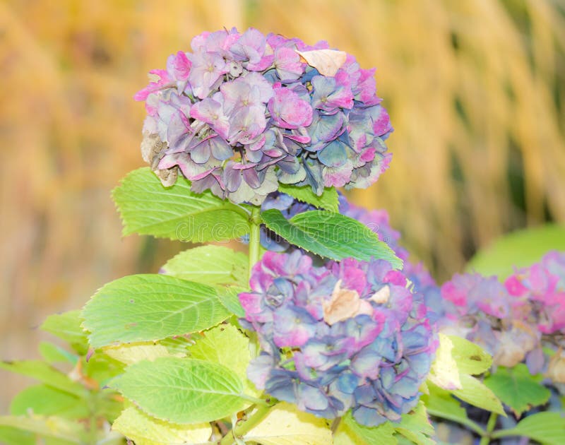 Hydrangea flower in autumn stock photo. Image of nature - 81999740