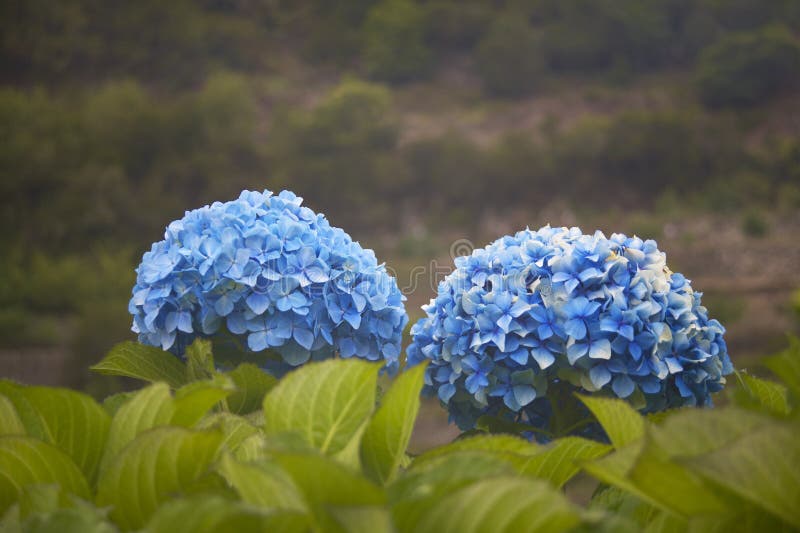 Hydrangea Flower in Blue Tone with Green Background Stock Photo - Image ...