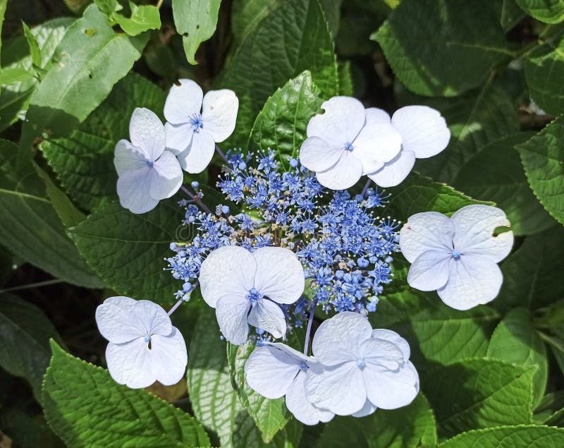 Hydrangea flower stock image. Image of garden, flower - 359695091