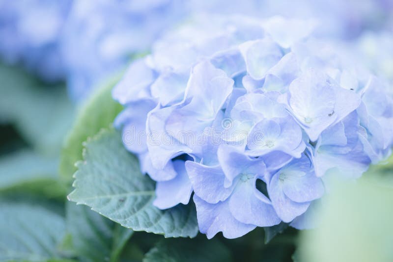 Hydrangea Flower in Close Up with Pastel Blue Colors Stock Image ...