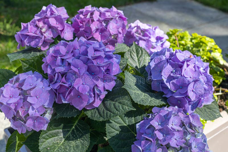 Hydrangea Flower. Close-up of a Purple Hydrangea in the Garden Stock Image - Image of violet ...