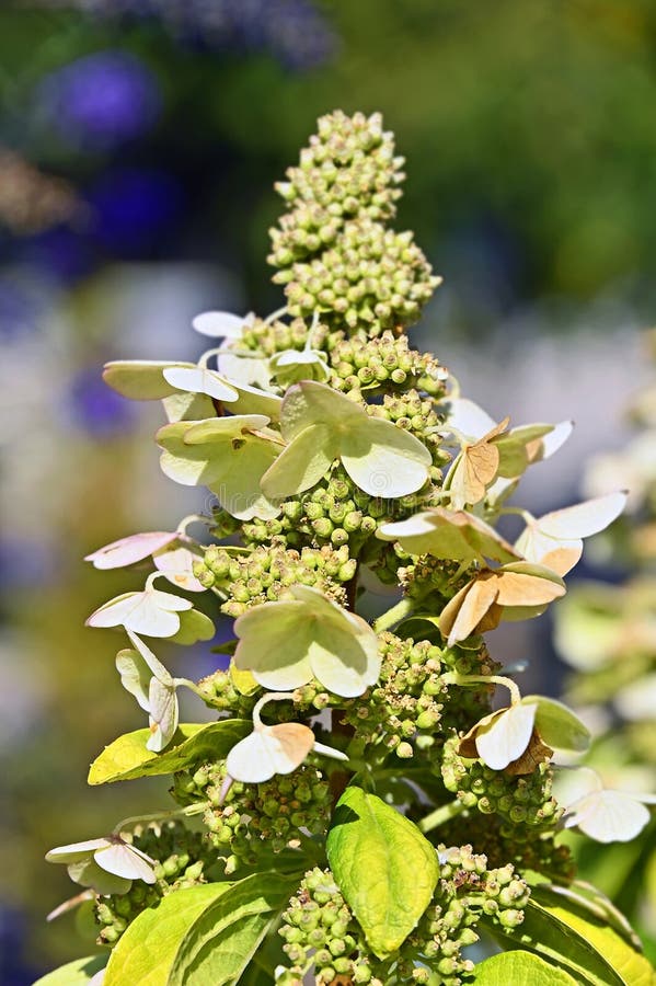 Hydrangea flower, close up stock image. Image of hortense - 315427629