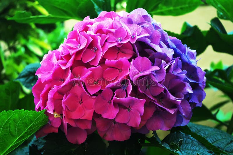 Hydrangea flower stock photo. Image of beauty, aromatic - 35312432