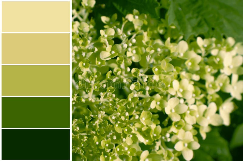 Hydrangea Flower, Color Palette Swatch Mix Paint Spectrum Stock Image ...