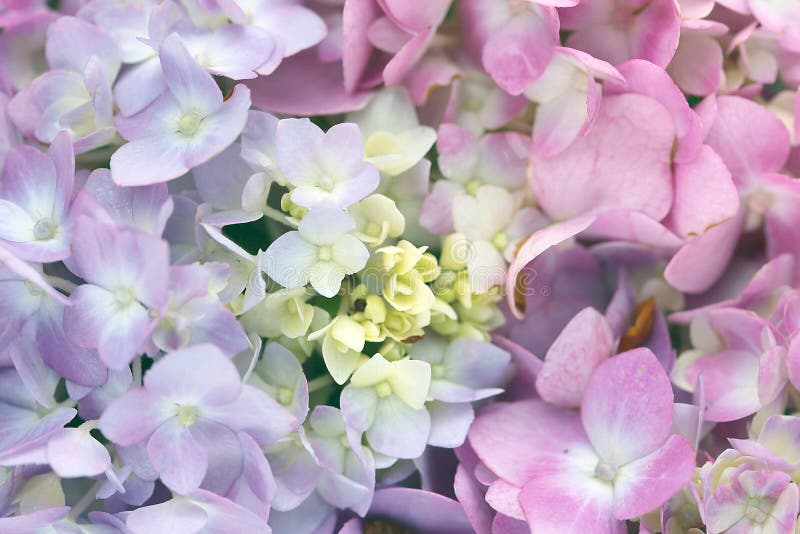 Hydrangea Flower - Endless Summer Series Stock Photo - Image of ...