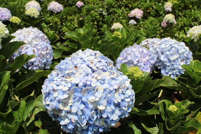 Hydrangea Flower Field in Batu City, Malang, East Java, Indonesia Stock ...