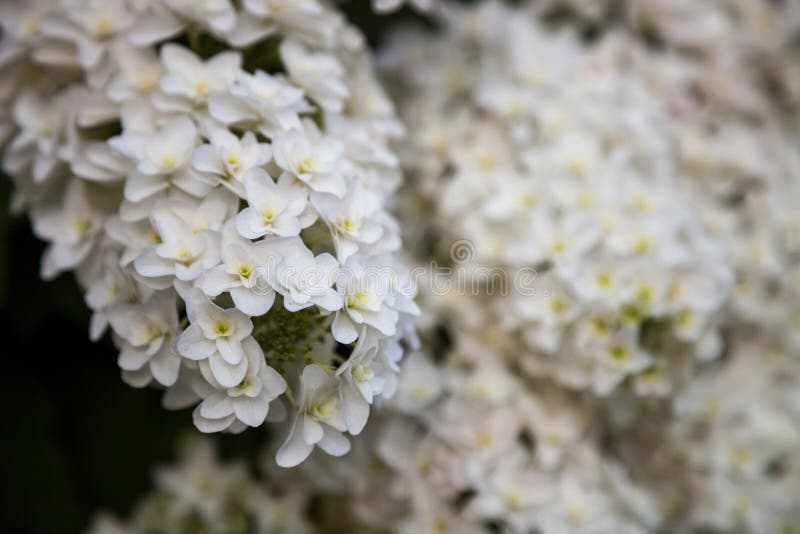 Hydrangea Flower Full Bloom in Garden Stock Image - Image of lobe ...