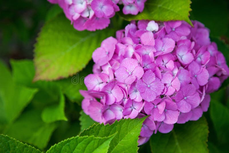 Hydrangea Flower Full Bloom in Garden Stock Photo - Image of light ...