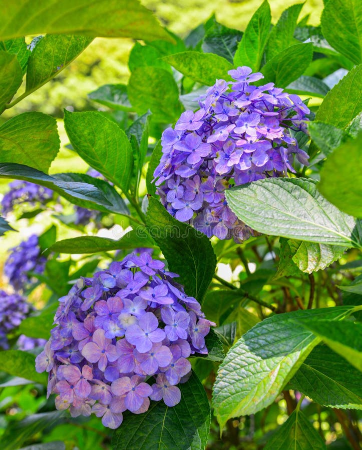 Hydrangea Flower Full Bloom on a Summer Day Stock Image - Image of ...