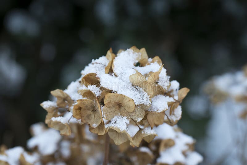 Hydrangea in Winter Covered in Some Snow Stock Image - Image of cold ...