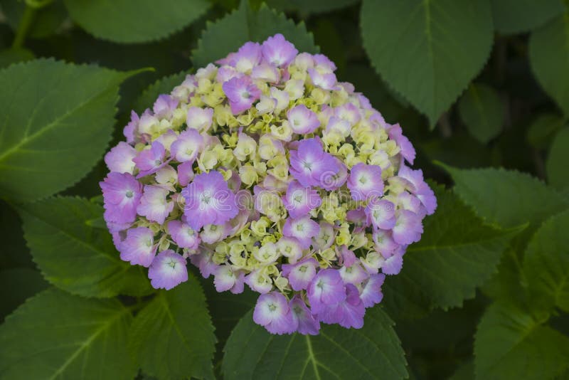Hydrangea flower stock image. Image of common, heartshaped - 100095199