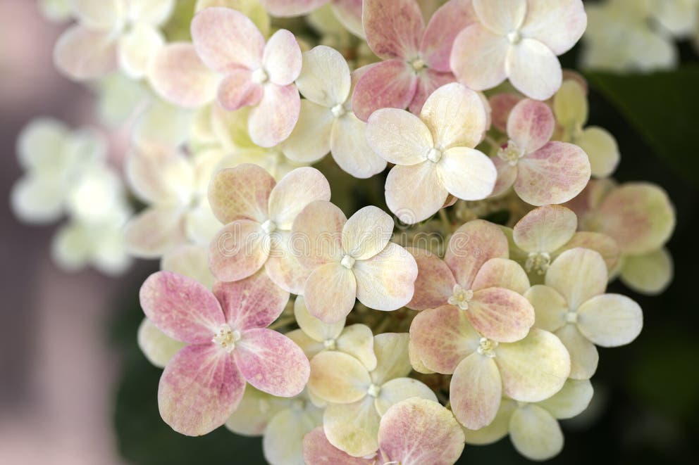 Hydrangea Flower (Hydrangea), Close-up, Portrait Format Stock Image ...
