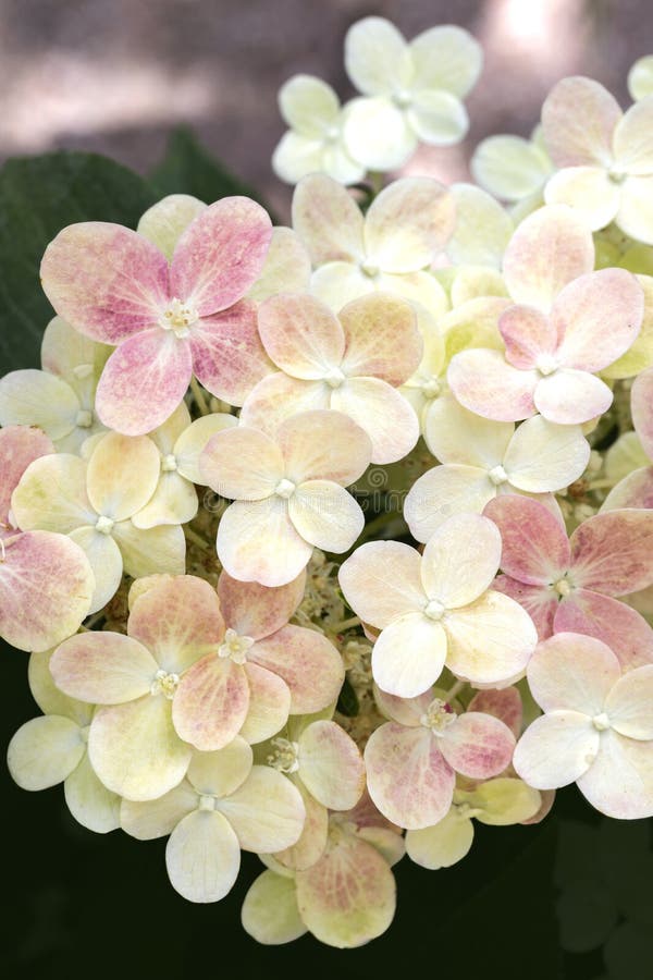 Hydrangea Flower (Hydrangea), Close-up, Portrait Format Stock Photo ...