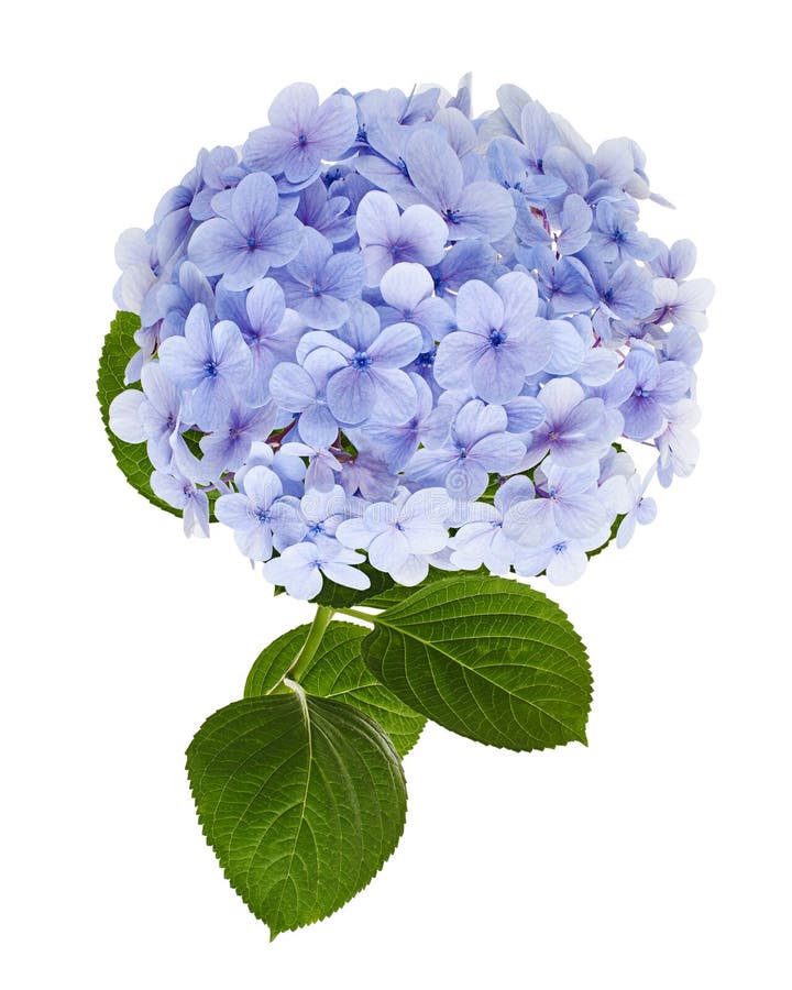 Hydrangea Flower, Hydrangea Macrophylla, Isolated on White Background ...