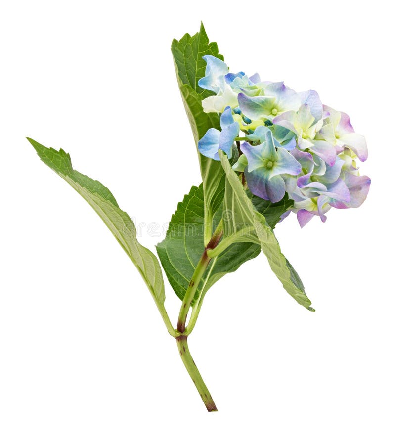 Hydrangea Flower Isolated on White Background Stock Image - Image of ...