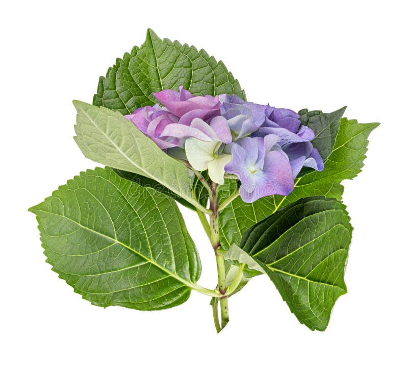 Hydrangea Flower Isolated on White Background Stock Image - Image of ...