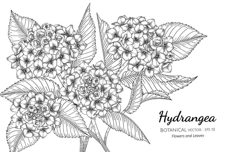 Outline Hydrangea Leaf Stock Illustrations – 882 Outline Hydrangea Leaf ...