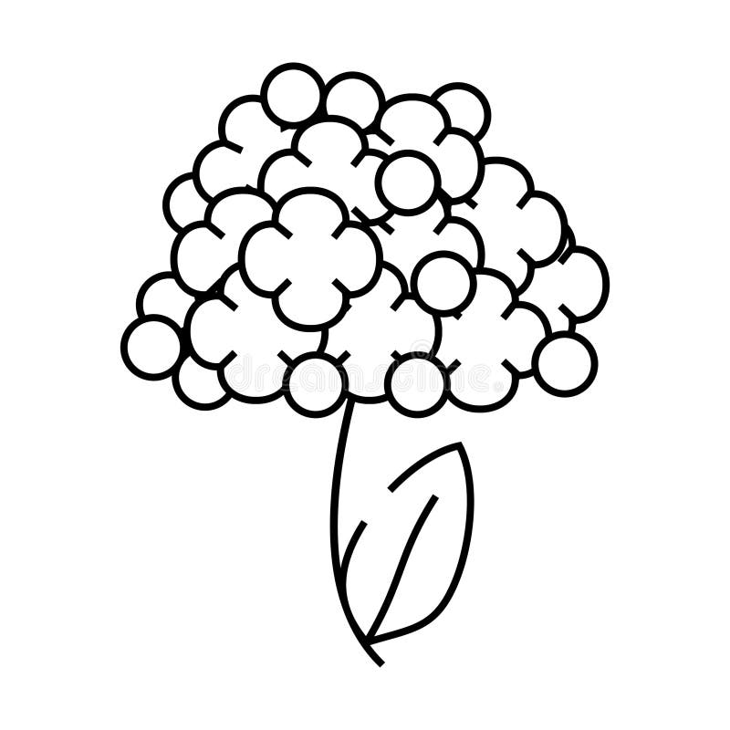 Hydrangea Flower Line Icon Vector Illustration Stock Vector ...