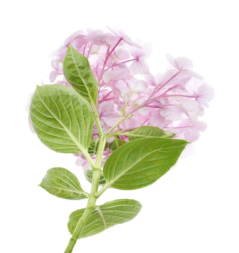 Hydrangea Flower, Hydrangea Macrophylla, Isolated on White Background ...