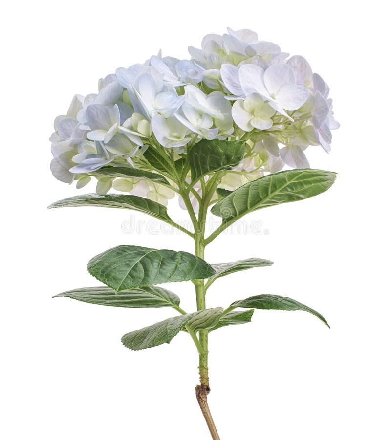 Hydrangea Flower, Hydrangea Macrophylla, Isolated on White Background ...