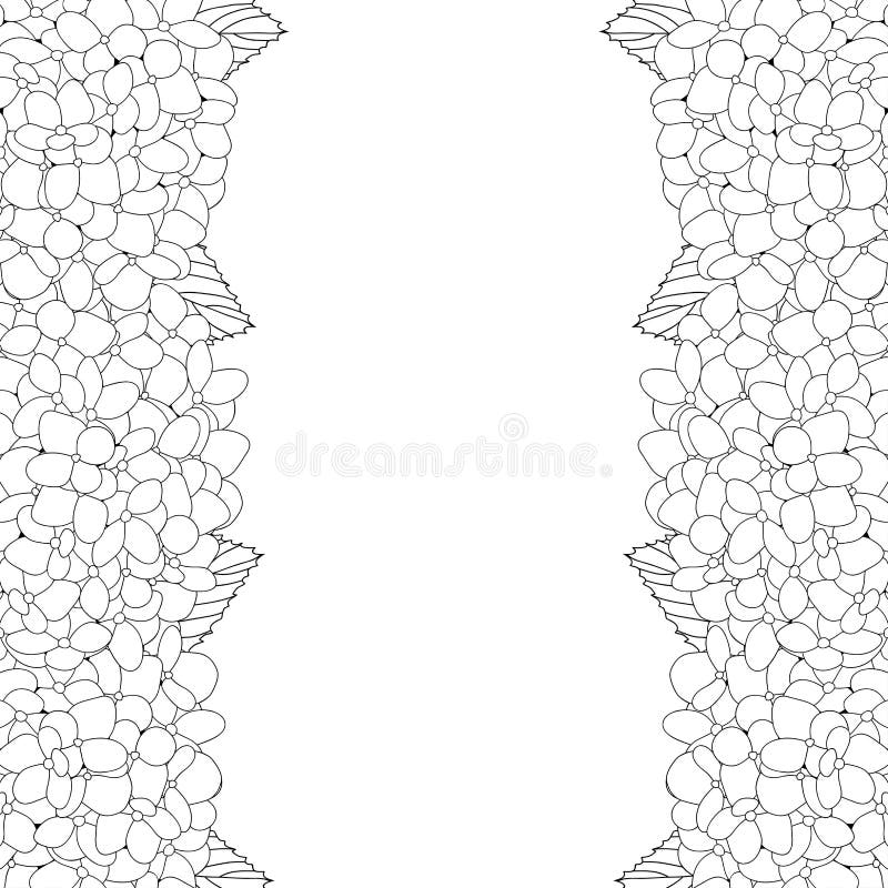 Hydrangea Flower Outline Border Isolated on White Background. Vector ...