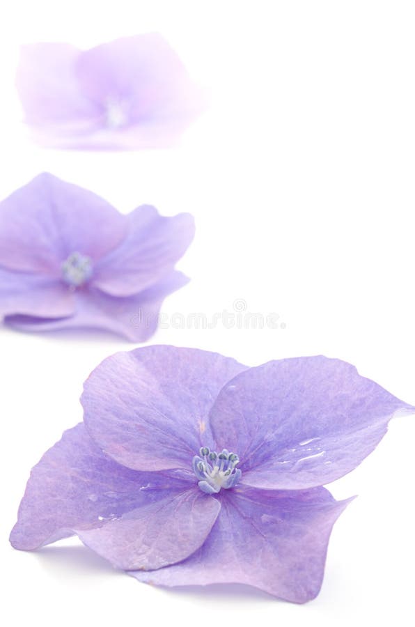 Hydrangea flower parts stock image. Image of bright, arrangement - 25958493