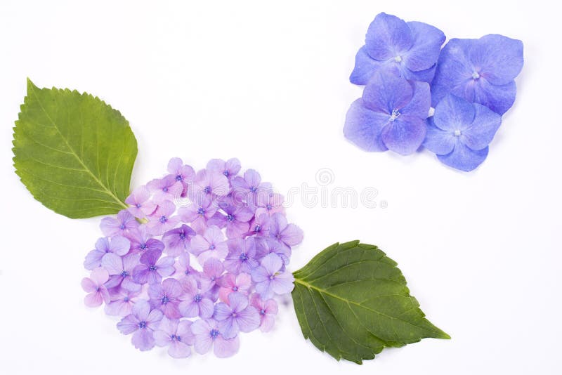 Hydrangea flower parts stock image. Image of bright, arrangement - 25958493