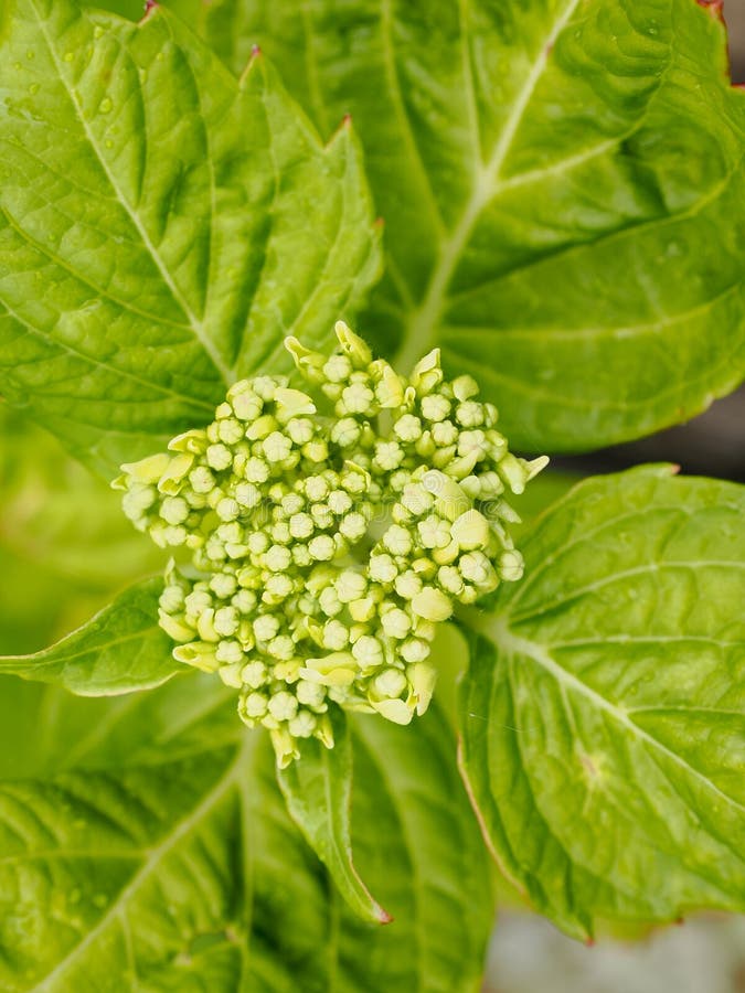 And Hydrangea Flower about To Open in the Spring Stock Image - Image of ...