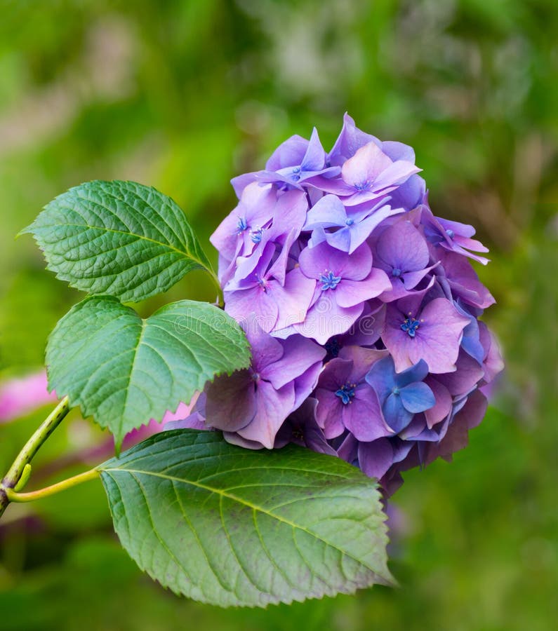 Hydrangea flower stock image. Image of growth, nature - 42232381