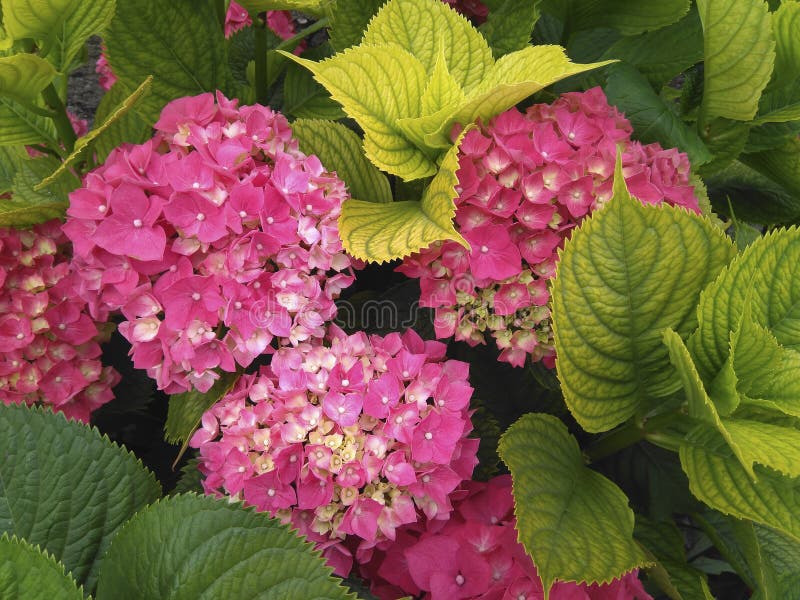 Hydrangea Flowerbed Close Up Stock Image - Image of garden, nice: 193317729