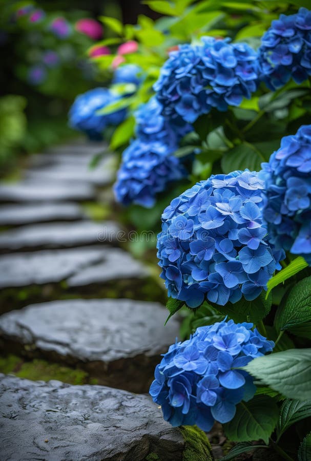Hydrangea Flowers Along the Path in the Garden. Stock Illustration ...