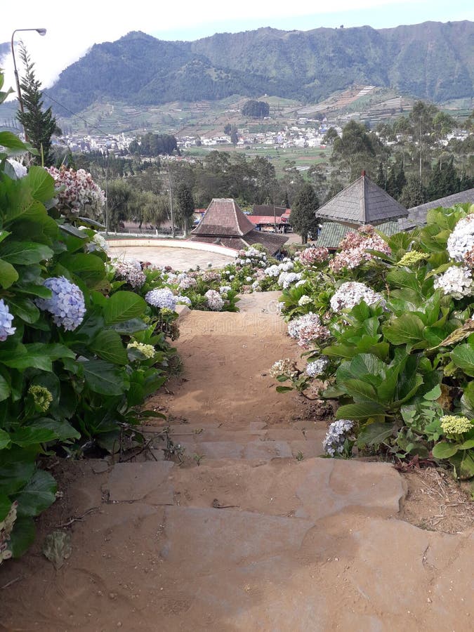 The Hydrangea Flowers Around Dieng Plateau Central Java Indonesia with ...