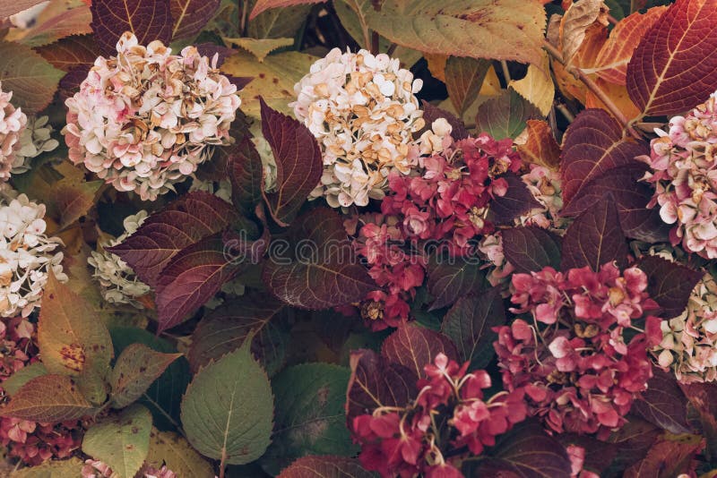 Hydrangea Flowers at Autumn Time Stock Photo - Image of green, autumn ...