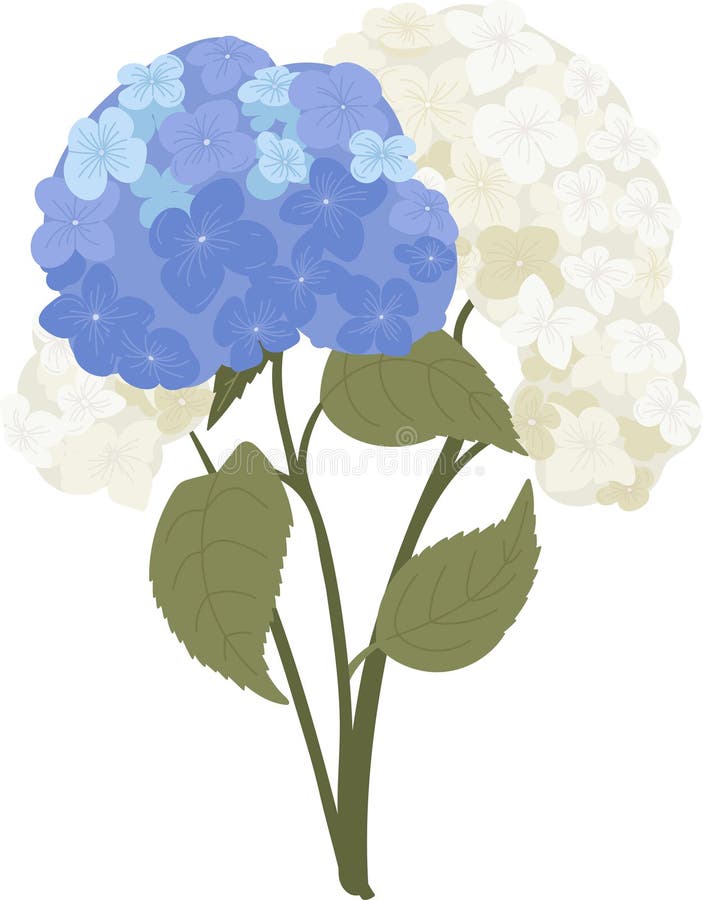 Hydrangea Flowers Bouquet stock vector. Illustration of wedding - 363084431