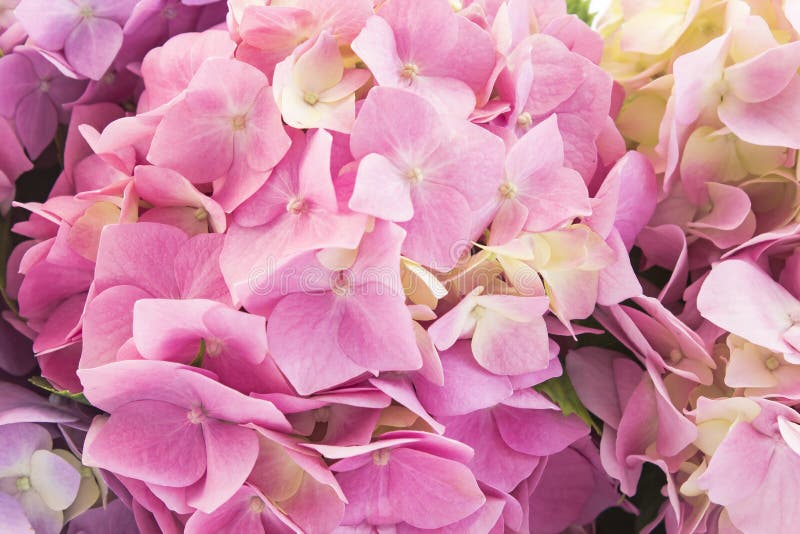 Hydrangea Flowers Closeup, Background Stock Image - Image of beauty ...