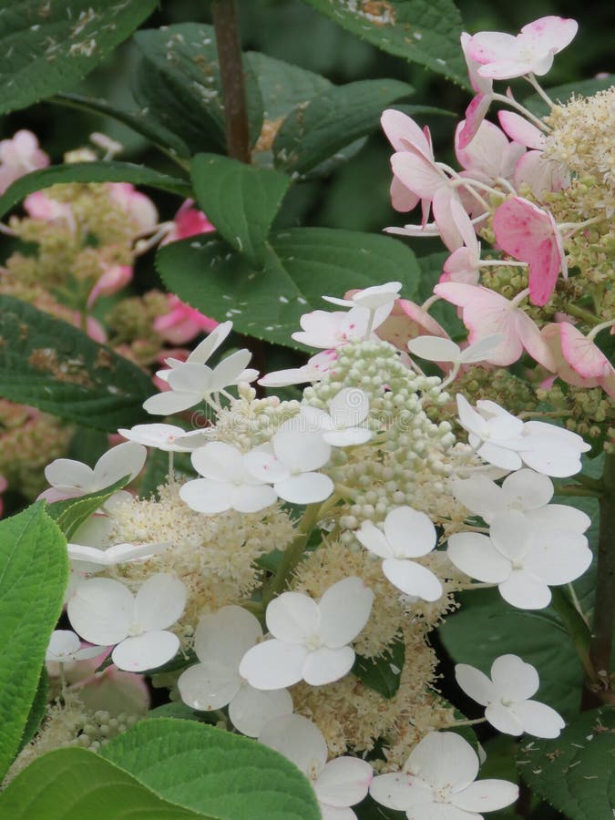 Hydrangea Flowers of a Different Color and Shape Stock Image - Image of ...