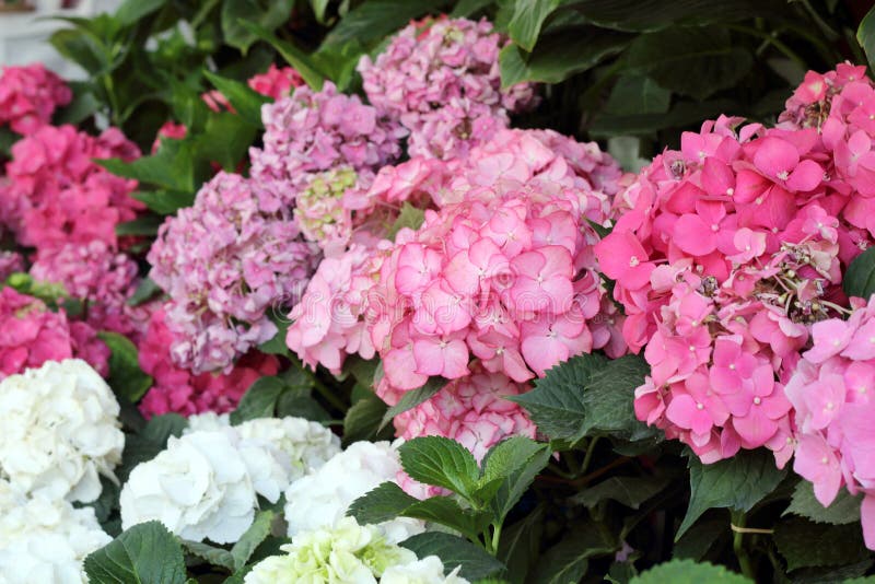 Hydrangea Flowers of Different Colors Stock Image - Image of bloom ...