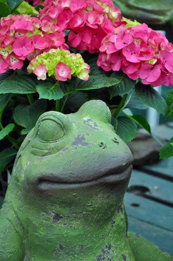 Hydrangea flowers and frog stock image. Image of flowerpot - 272396831