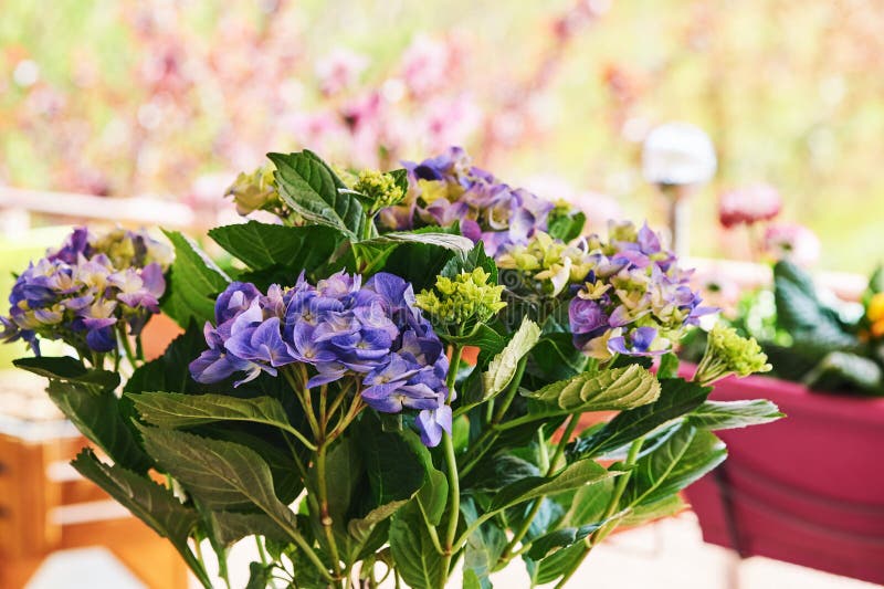 Hydrangea Flowers Growing in Pot on Balcony Stock Photo - Image of ...