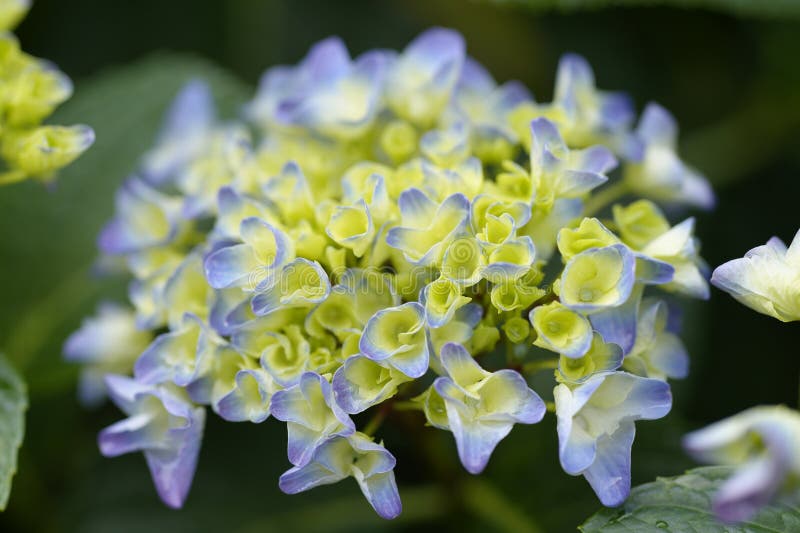 Hydrangea Flowers (Hydrangea Macrophylla) with Tightly Clustered ...