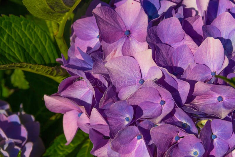 Hydrangea flowers macro stock photo. Image of botany - 89334268