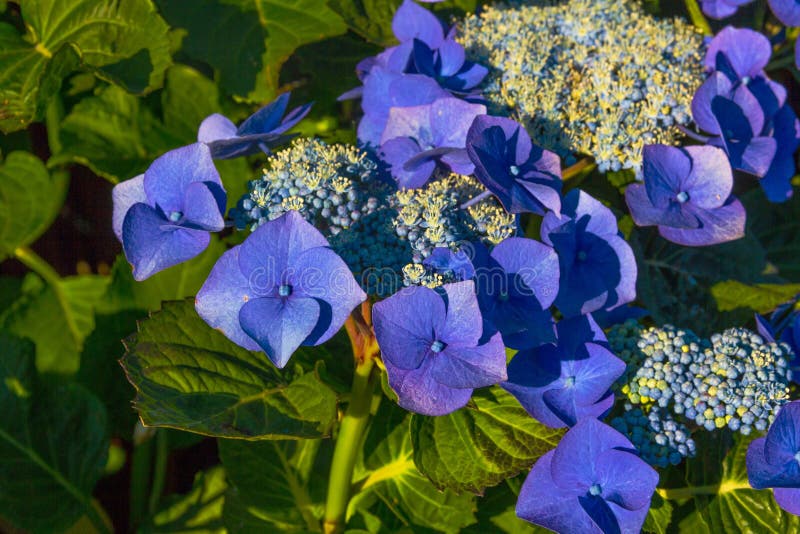Hydrangea flowers macro stock image. Image of close, hydrangea - 89300711