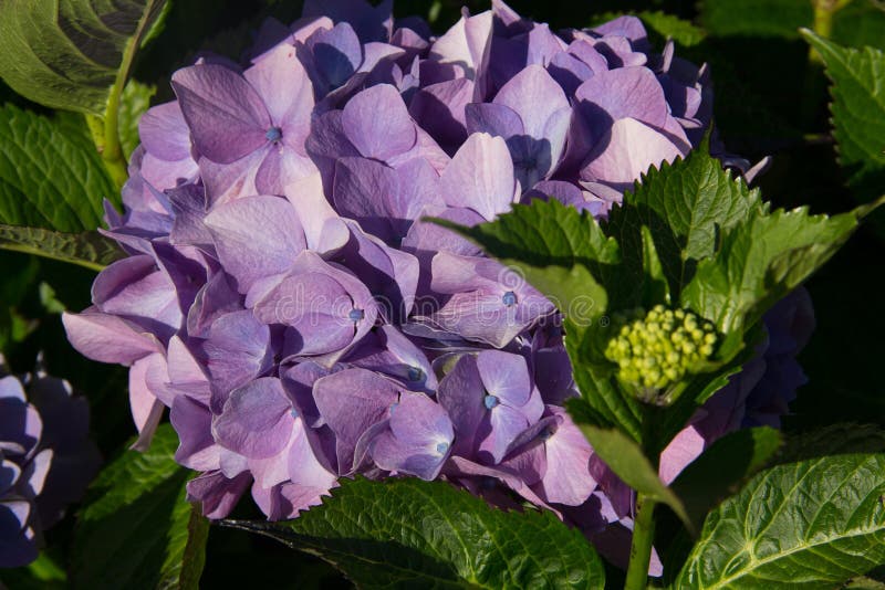 Hydrangea flowers macro stock photo. Image of flowering - 89307544